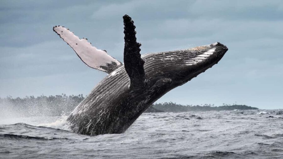 From Santo Domingo: Whale Watching & Cayo Levantado - Authentic Experiences and Practical Tips