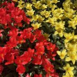 From Seattle: Tour of Skagit Valley Tulip Festival - The Experience and What It Means for You