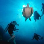 From Semporna: 3-Dive Leisure Underwater Diving Explorations - Who Will Appreciate This Tour?
