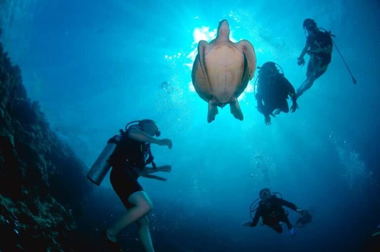 From Semporna: 3-Dive Leisure Underwater Diving Explorations - Who Will Appreciate This Tour?
