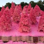 From Seoul: Full-Day Trip to Pocheon`s Nature Attractions - What Makes This Tour Stand Out?