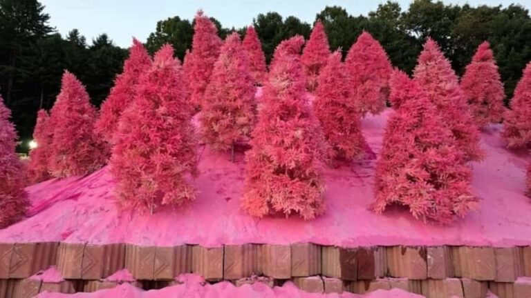 From Seoul: Full-Day Trip to Pocheon`s Nature Attractions - What Makes This Tour Stand Out?