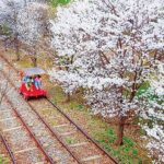 From Seoul: Private Custom Gapyeong Tour with English Driver - Why Choose This Tour?