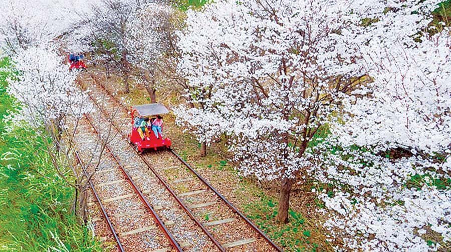 From Seoul: Private Custom Gapyeong Tour with English Driver - Why Choose This Tour?