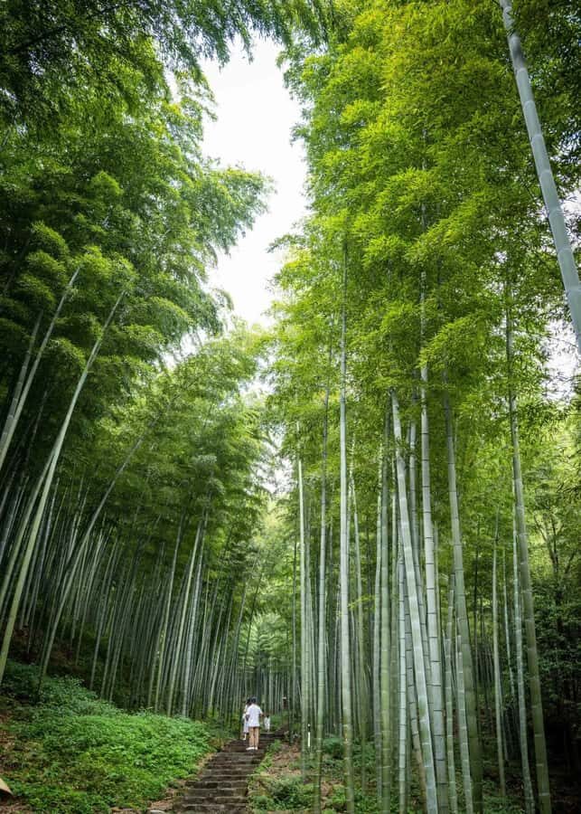 From Shanghai: Yixing Bamboo Sea and Zisha Pottery Day Trip - What Makes This Tour Stand Out?