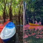 From Sigiriya: Kayaking Through Floating Flowers at Kanthale - Why Floating Flowers Matter