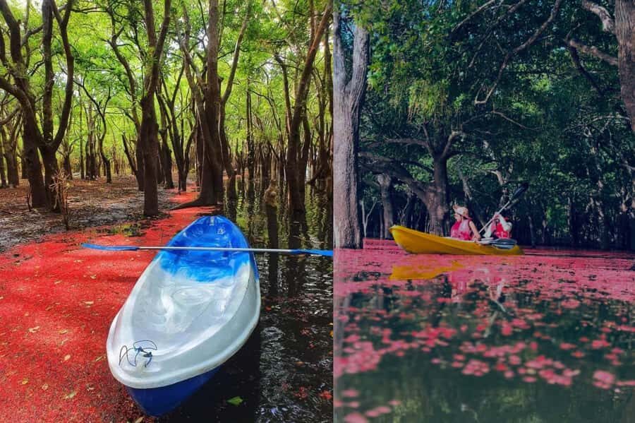 From Sigiriya: Kayaking Through Floating Flowers at Kanthale - Why Floating Flowers Matter