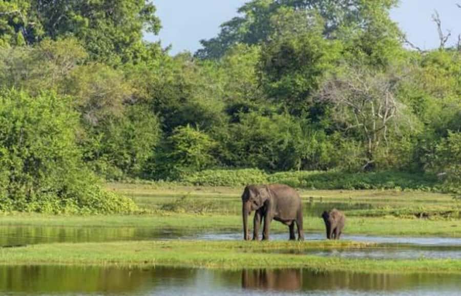 From Sigiriya: Wasgamuwa National Park Safari Adventure - The Journey Begins: From Sigiriya to Wasgamuwa