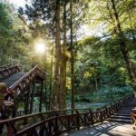 From Taipei: Alishan 2 Days Private Tour - What Makes This Tour Special?