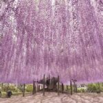From Tokyo: Ashikaga Flower Park and Hitachi Park Tour - Who’s This Tour Best For?