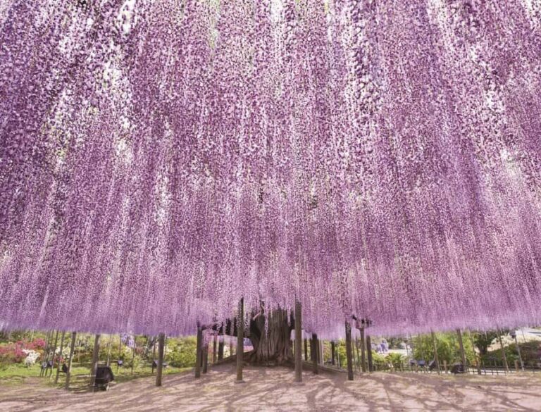 From Tokyo: Ashikaga Flower Park and Hitachi Park Tour - Who’s This Tour Best For?