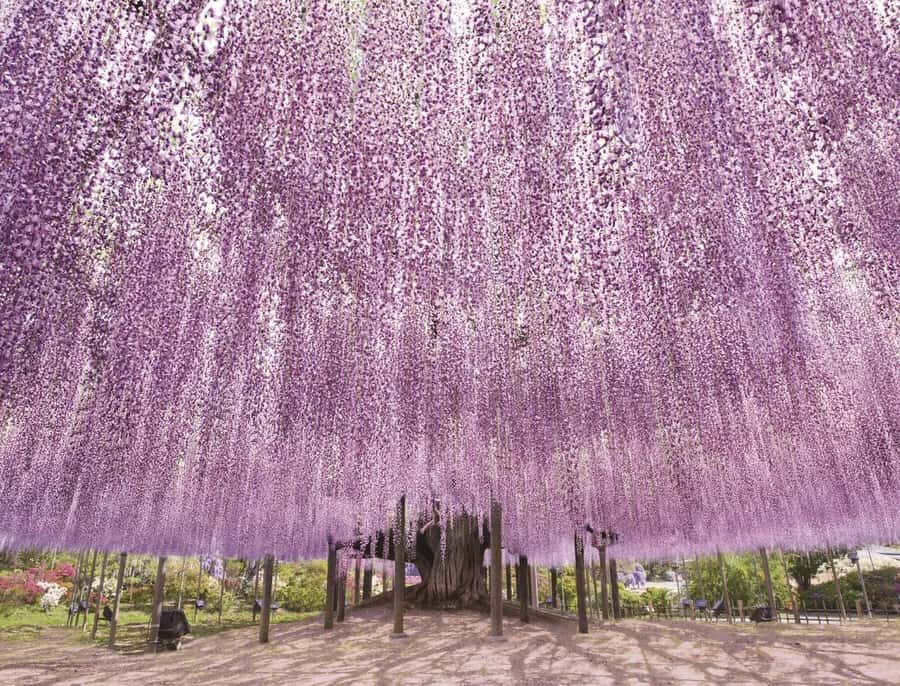From Tokyo: Ashikaga Flower Park and Hitachi Park Tour - Who’s This Tour Best For?