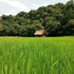 From Tokyo: Day Trip to Shirakawago & Kanazawa - The Itinerary in Detail: What You Can Expect