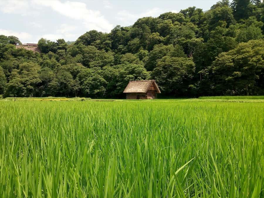 From Tokyo: Day Trip to Shirakawago & Kanazawa - The Itinerary in Detail: What You Can Expect