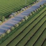 From Tokyo: Kaisei Tea Leaf Picking & Farm-to-Table Lunch - The Itinerary in Detail