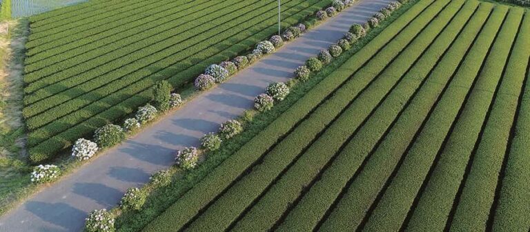 From Tokyo: Kaisei Tea Leaf Picking & Farm-to-Table Lunch - The Itinerary in Detail