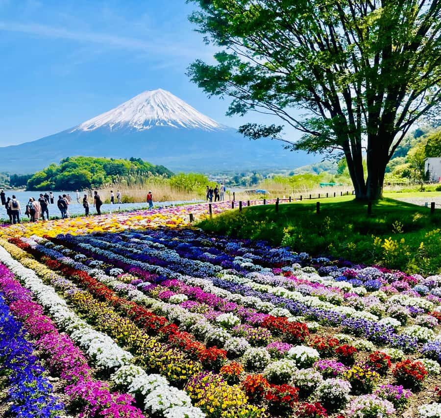 From Tokyo: Mount Fuji Full Day Customizable Private Tour - What Travelers Say: Authentic Insights