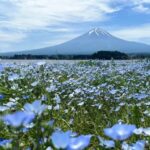 From Tokyo: Mount Fuji Full Day Customized Private Tour 9pax - Why This Tour Offers Great Value