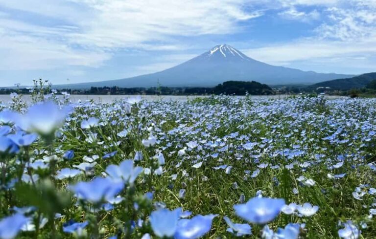 From Tokyo: Mount Fuji Full Day Customized Private Tour 9pax - Why This Tour Offers Great Value