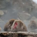 From Tokyo: Nagano Day Private Tour With English Driver - Why This Tour Offers Great Value