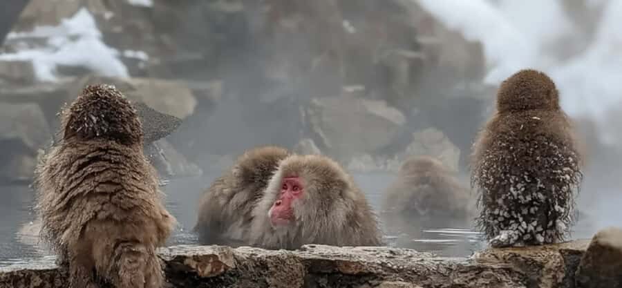 From Tokyo: Nagano Day Private Tour With English Driver - Why This Tour Offers Great Value