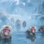 From Tokyo: Nagano Private Tour with Snow Monkeys - Who Is This Tour Best For?