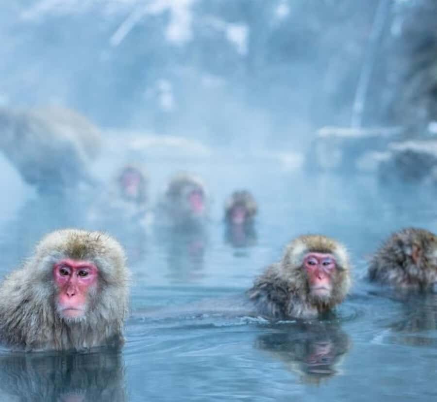 From Tokyo: Nagano Private Tour with Snow Monkeys - Who Is This Tour Best For?