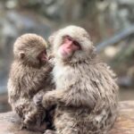 From Tokyo/Nagano: Snow Monkey Zenkoji Temple Private tour. - Why This Tour Offers Great Value