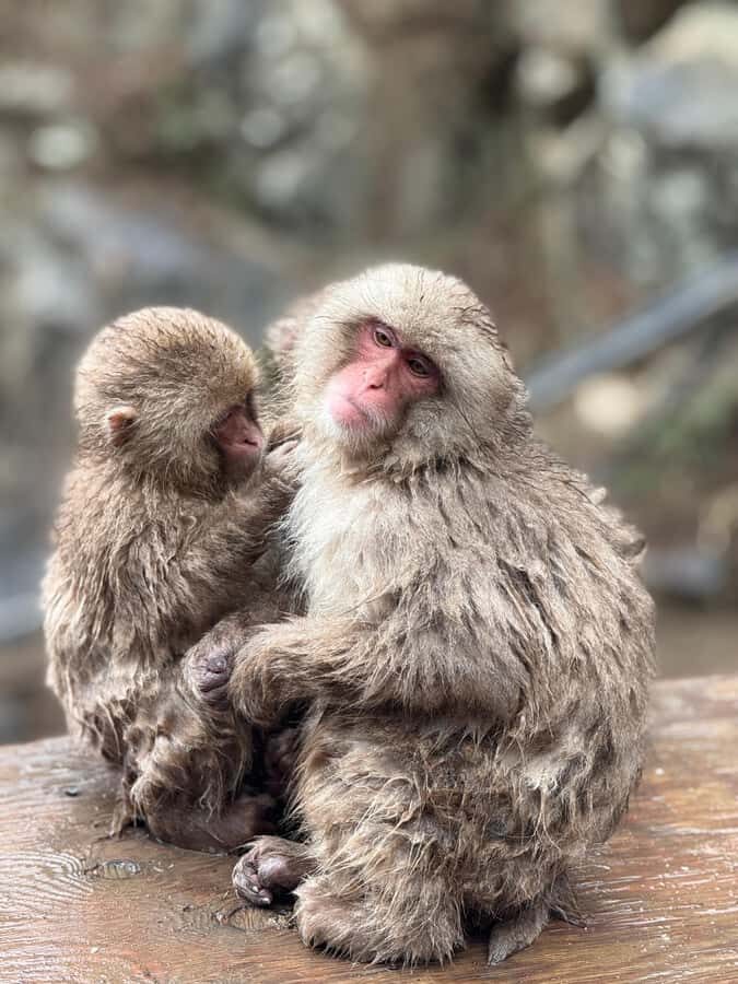 From Tokyo/Nagano: Snow Monkey Zenkoji Temple Private tour. - Why This Tour Offers Great Value