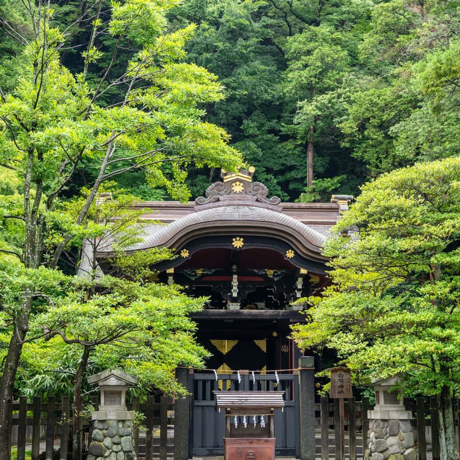 From Tokyo: Nikko National Park Private Full Day Tour In Car - Why We Think This Tour Is Worth Considering