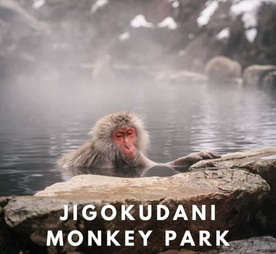 From Tokyo: Snow Monkey Full Day Customizable Private Tour - Who Is This Tour Best For?