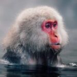 From Tokyo: Snow Monkey & Zenkoji Temple Customizable Tour - A Deep Dive into the Experience