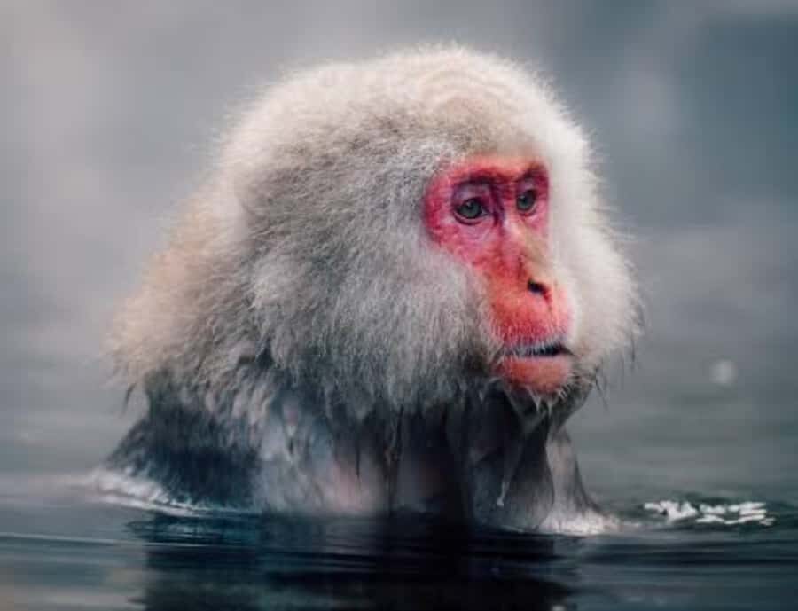 From Tokyo: Snow Monkey & Zenkoji Temple Customizable Tour - A Deep Dive into the Experience