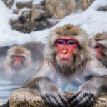 From Tokyo: Snow Monkey & Zenkoji Temple Tour with Guide - Pricing and Value