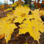 From Toronto: Explore Muskoka - Hardy's Lake Provincial Park - Discovering Muskoka’s Natural Highlights