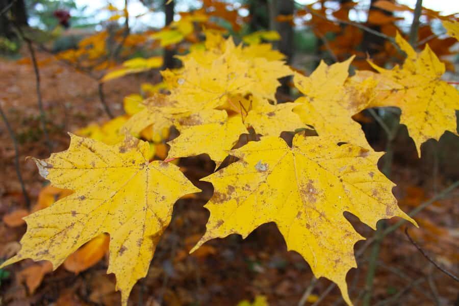 From Toronto: Explore Muskoka - Hardy's Lake Provincial Park - Discovering Muskoka’s Natural Highlights