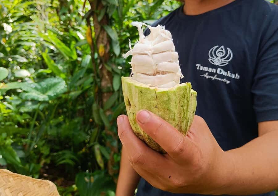 From Ubud: Balinese Cooking Class & Organic Farm Tour - Farm Tour: Where Food Begins