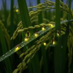 From Ubud: Balinese Home Visit and Firefly Experience - Learning about Tri Hita Karana