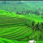 From Ubud: Tengkudak Village Guided Tour with Bird Spotting - What Makes This Tour Stand Out?