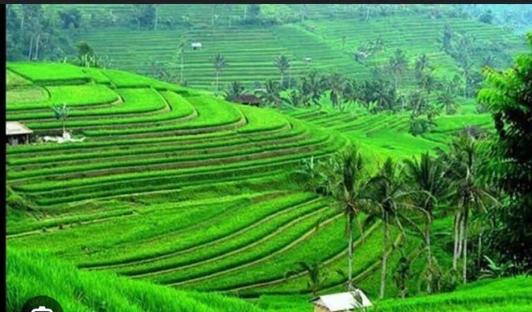 From Ubud: Tengkudak Village Guided Tour with Bird Spotting - What Makes This Tour Stand Out?