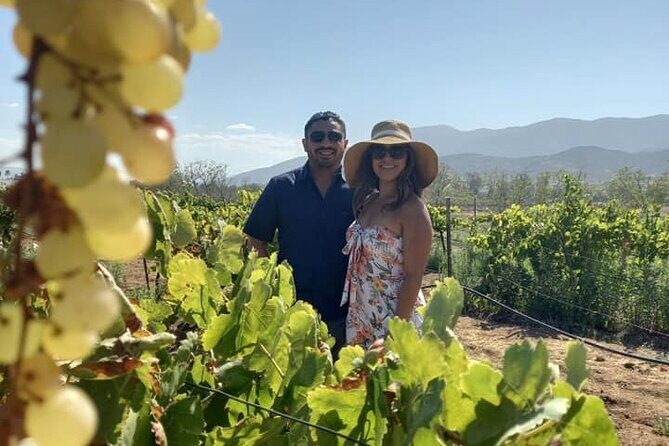 From Vine to Glass in Bajas Beautiful Valleys - Who Will Love This Experience?