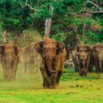 From Yala: Private Transfer to Mirissa with Udawalawe Safari - The Practicalities: What to Expect