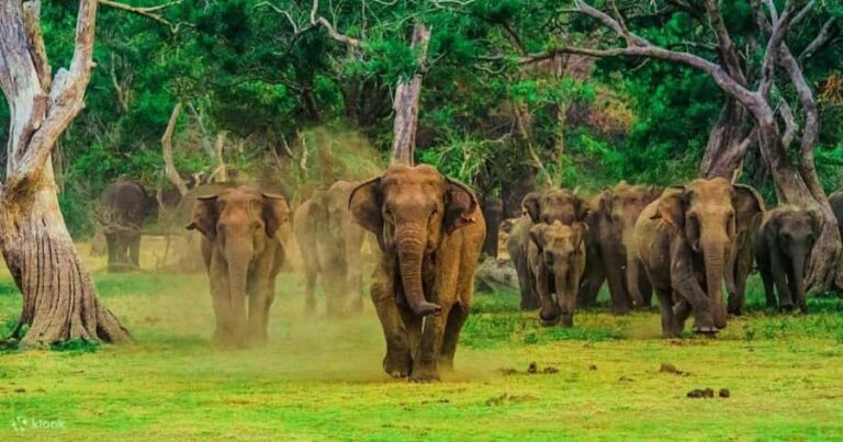 From Yala: Private Transfer to Mirissa with Udawalawe Safari - The Practicalities: What to Expect