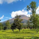 From Yogyakarta: Dieng Tour, Golden Sunrise & Tea Plantation - What Makes This Tour Stand Out