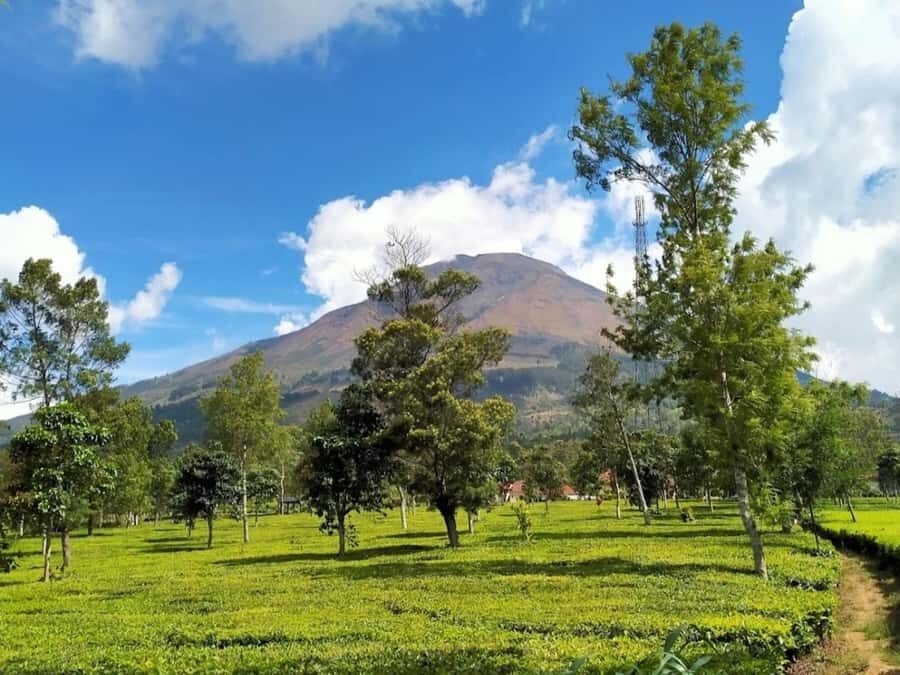 From Yogyakarta: Dieng Tour, Golden Sunrise & Tea Plantation - What Makes This Tour Stand Out
