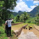 From Yogyakarta: Hidden Waterfall & Selogriyo Rice Terraces - Itinerary Breakdown: What You’ll Experience