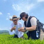Fujikawachi Tea Fields Walking Tour and Learn Yamaguchi Tea - The Sum Up