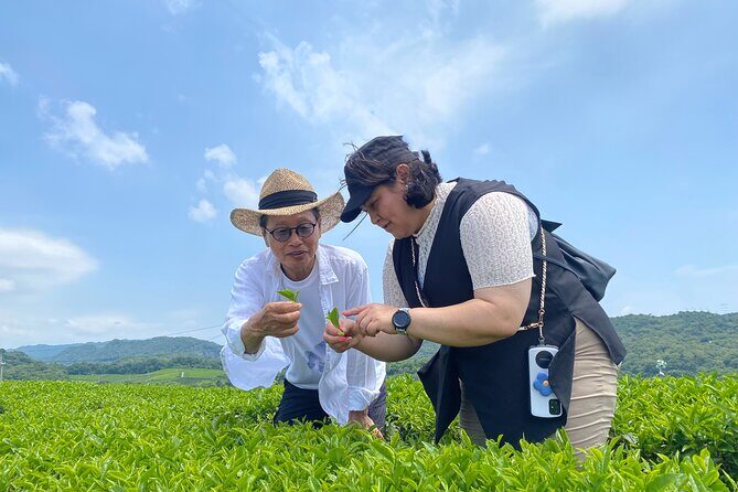 Fujikawachi Tea Fields Walking Tour and Learn Yamaguchi Tea - The Sum Up