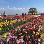Fukuoka Cherry Blossom and Tulip Tour with Boat Ride - Practical Details and Considerations