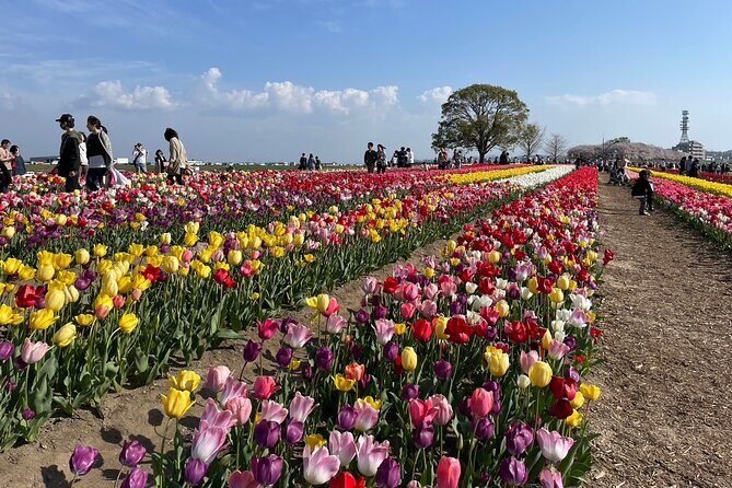 Fukuoka Cherry Blossom and Tulip Tour with Boat Ride - Practical Details and Considerations